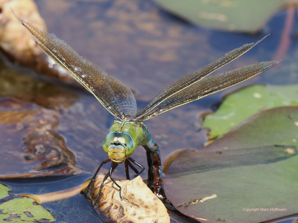 Libellen-33 Foto & Bild | deutschland, europe, bayern Bilder auf ...