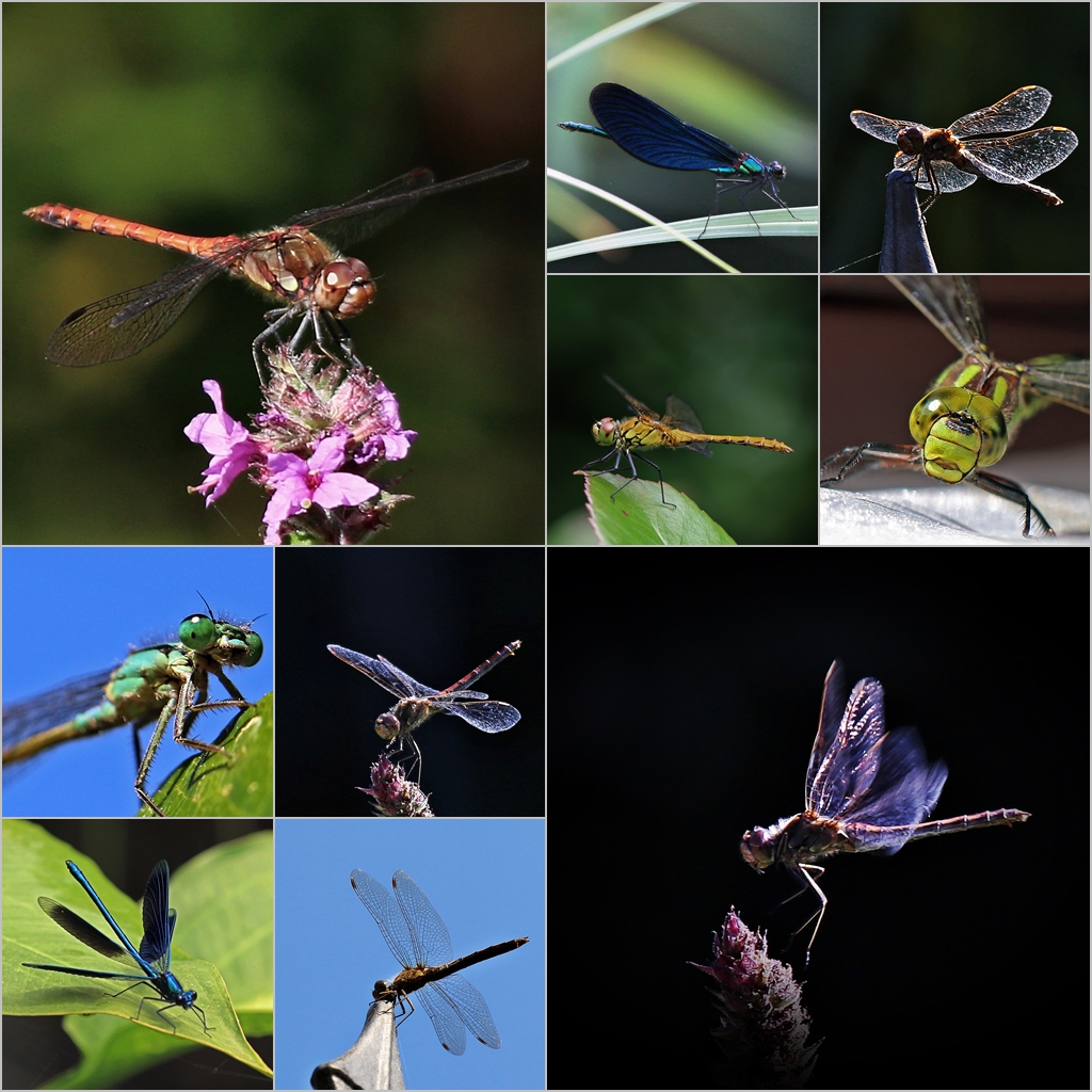 Libellen ... Foto & Bild | natur, tiere, wildlife Bilder auf fotocommunity