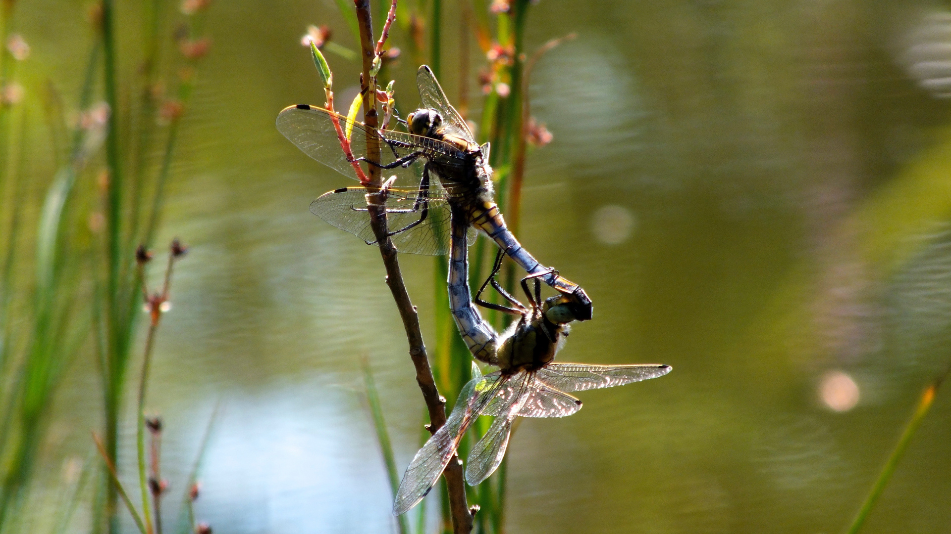 Libellen Foto & Bild | natur, landschaft Bilder auf fotocommunity