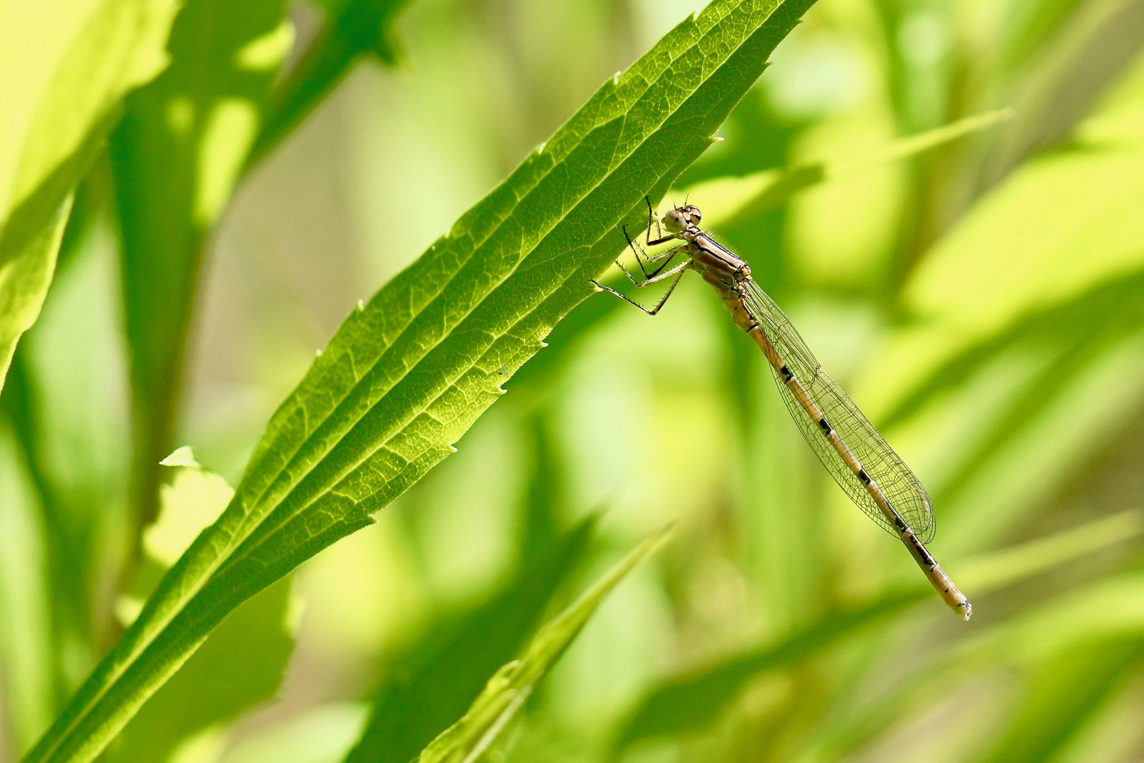 Libellen Foto & Bild | tiere, wildlife, libellen Bilder auf fotocommunity