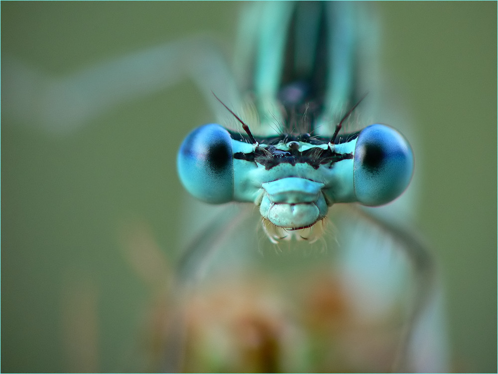 Libellen -Augen Foto & Bild | tiere, wildlife, libellen Bilder auf ...