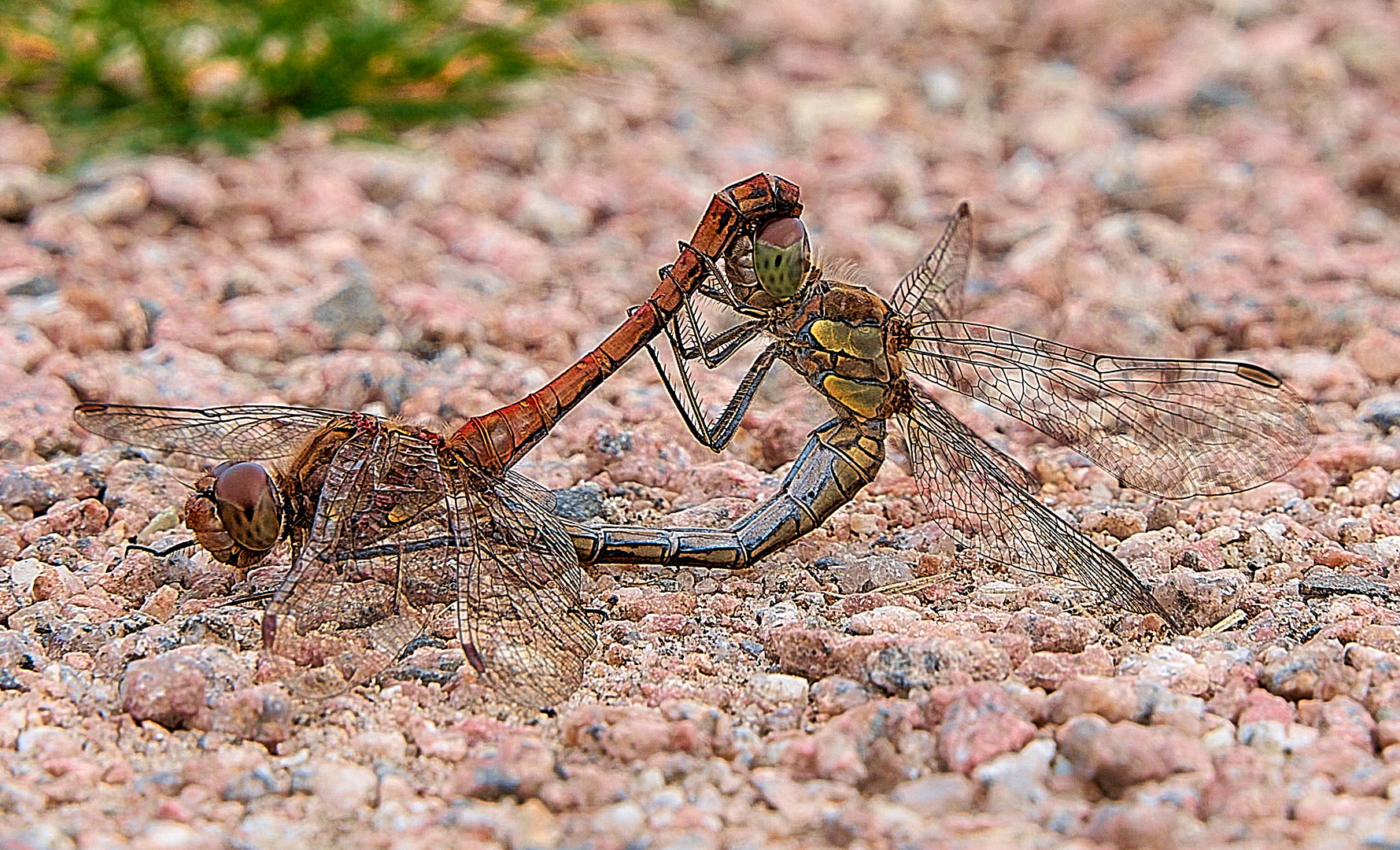 Libellen Foto & Bild | tiere, wildlife, libellen Bilder auf fotocommunity