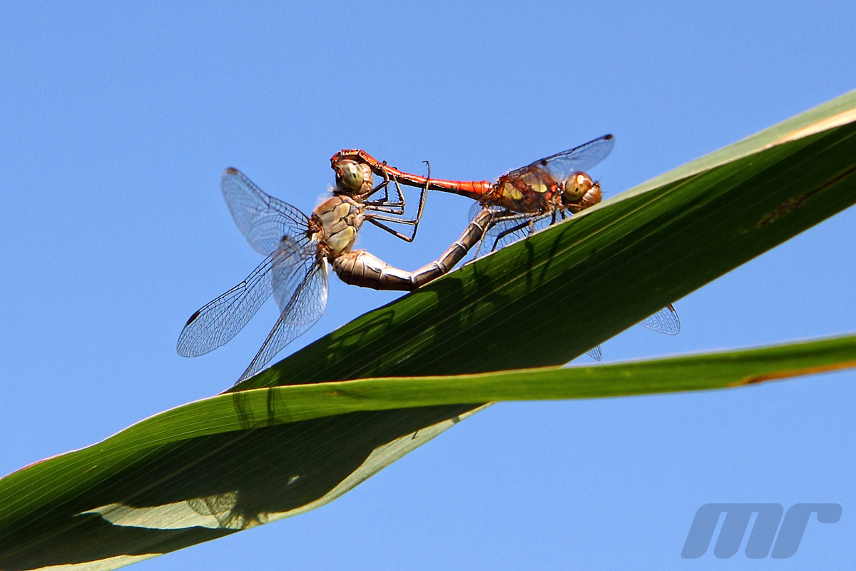 Libellen bei der Paarung Foto & Bild | tiere, wildlife, libellen Bilder ...