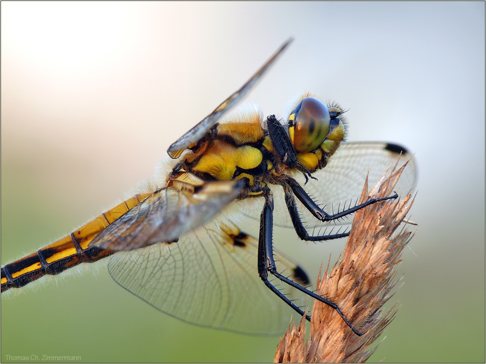 Libellen Details Foto & Bild | tiere, wildlife, libellen Bilder auf ...