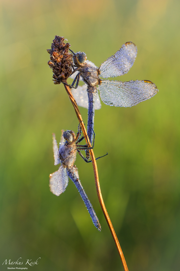 Libellen - Duo im Morgentau Foto & Bild | tiere, wildlife, libellen ...
