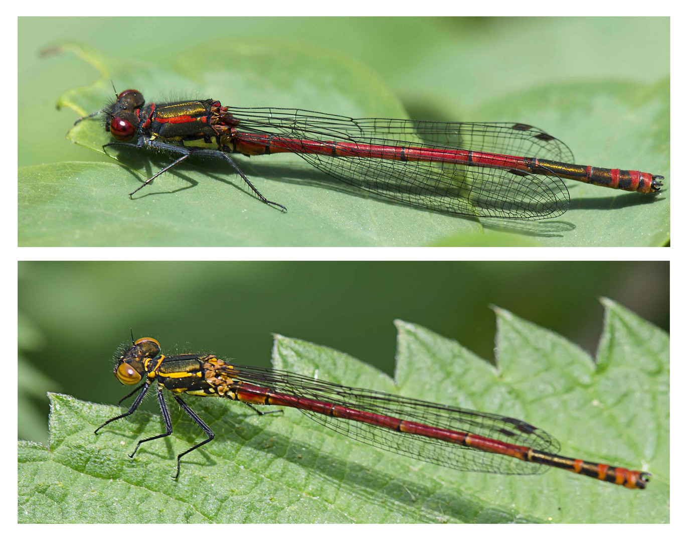 Libellen ..... Foto & Bild | tiere, wildlife, libellen Bilder auf ...