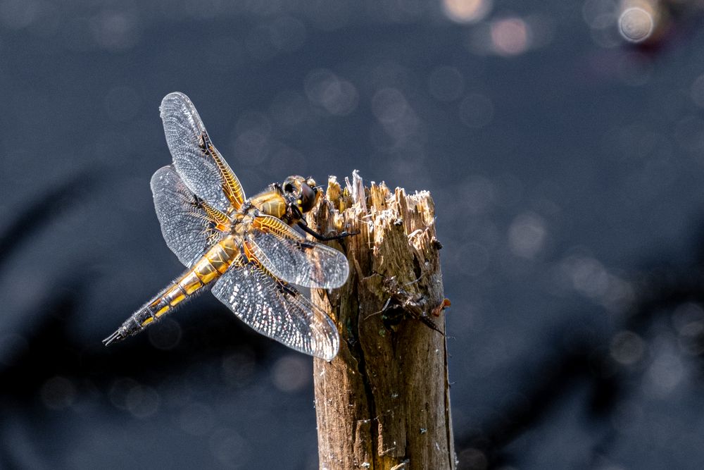 Libellen im Quelkhorner Moor Foto & Bild | tiere, wildlife, libellen ...