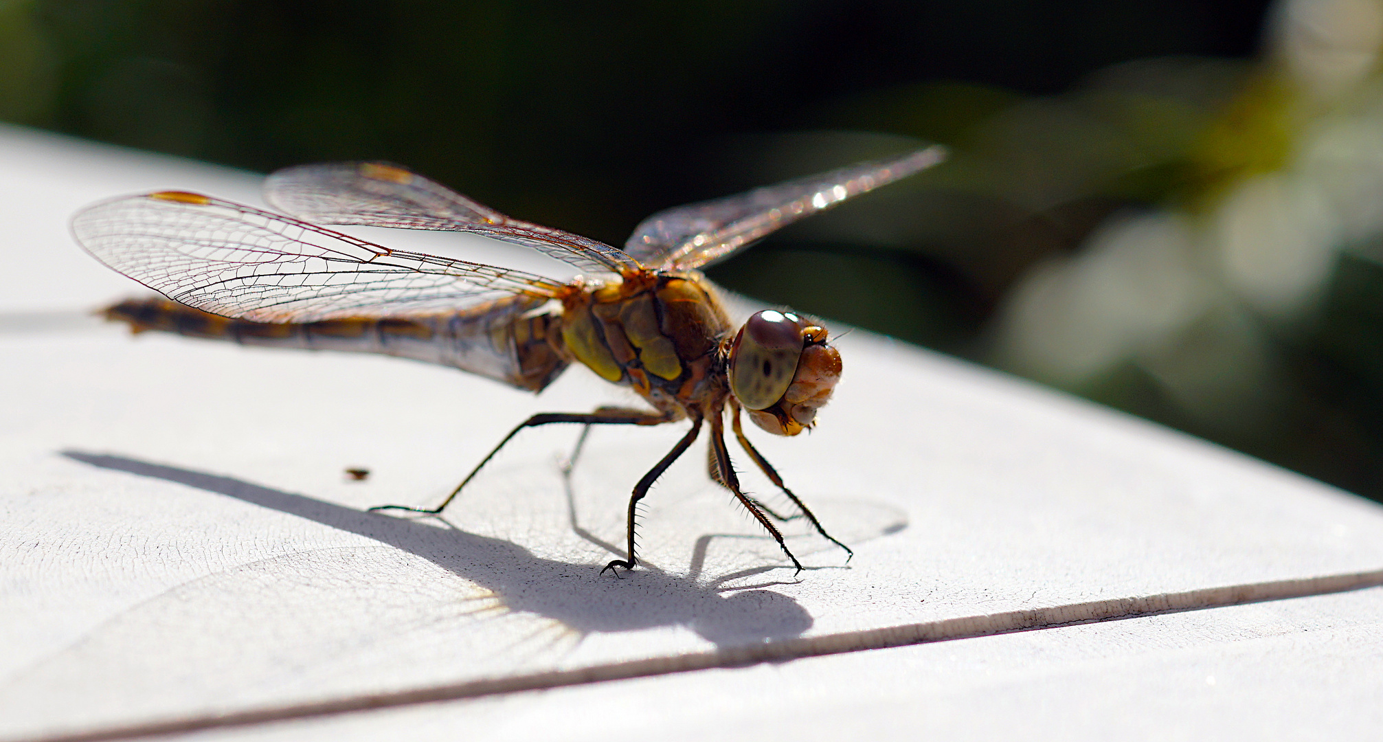 Libellen in meinem Gärtchen Foto & Bild | spezial, makro, natur Bilder ...
