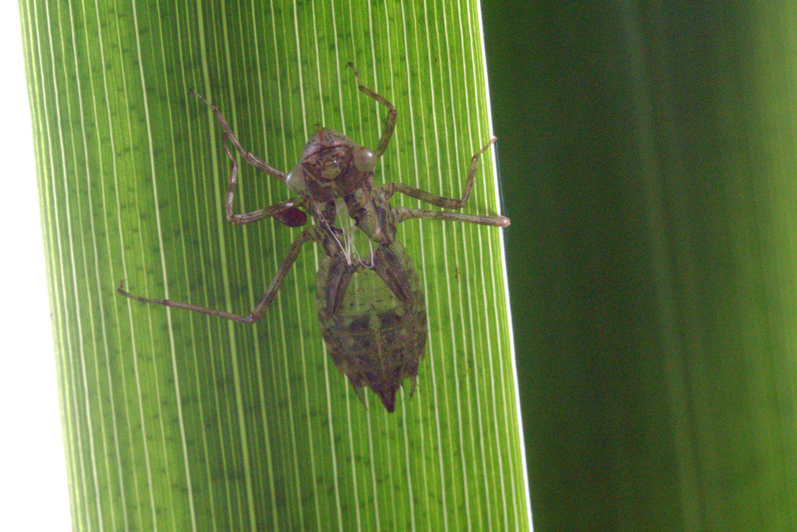 Libellen Larven Hülle-01 Foto & Bild | tiere, wildlife, libellen Bilder ...