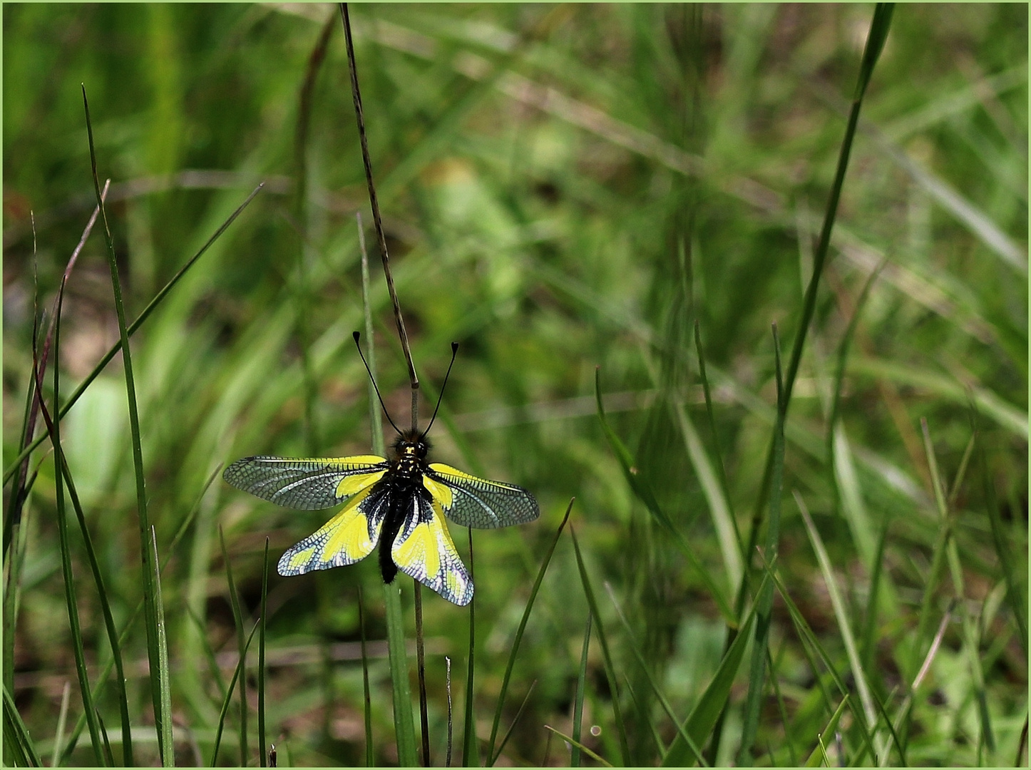Libellen-Schmetterlingshaft (Libelloides coccajus) - Weibchen. Foto ...