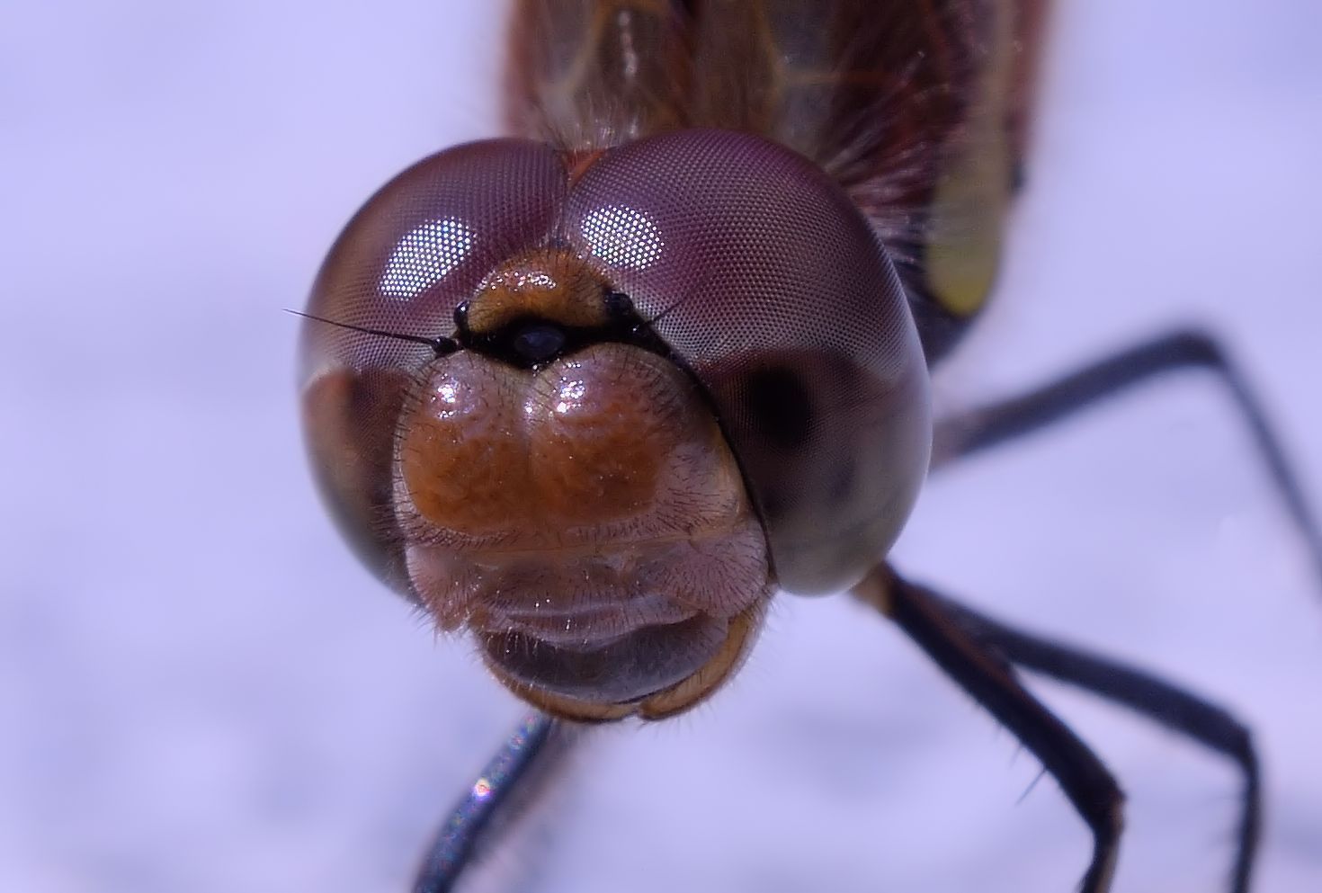 Libellenkopf ( II ) Foto & Bild | tiere, wildlife, libellen Bilder auf ...