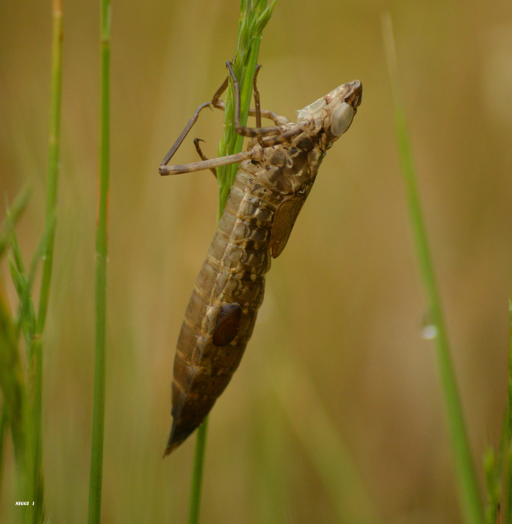 Libellenlarve..... Foto & Bild | makro, natur, libelle Bilder auf ...