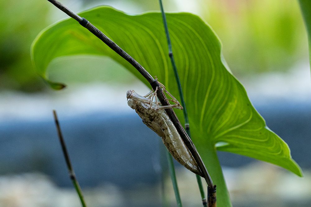 Libellenlarve Foto & Bild | tiere, wildlife, libellen Bilder auf ...