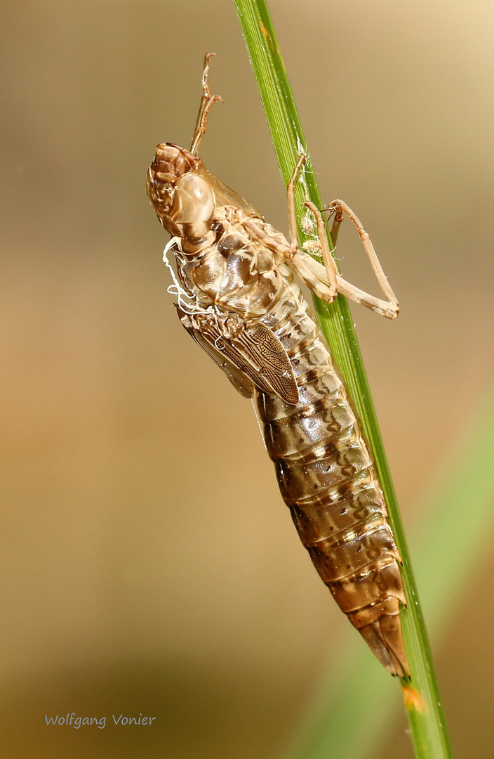 Libellenlarve der Königslibelle Foto & Bild | tiere, wildlife, insekten ...