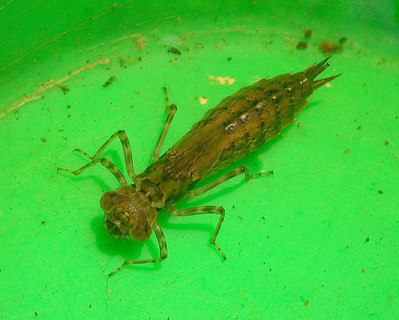 Libellenlarve Foto & Bild | tiere, wildlife, libellen Bilder auf ...