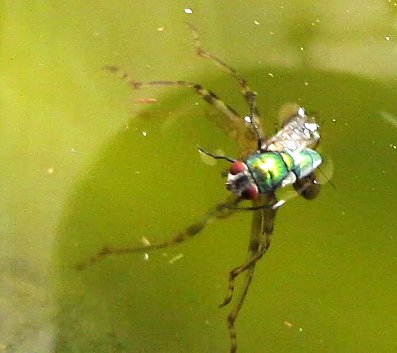 Libellenlarve macht Beute 2 Foto & Bild | tiere, wildlife, libellen ...