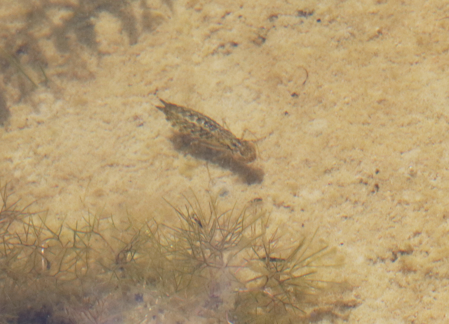 Libellenlarve unter Wasser Foto & Bild | tiere, wildlife, libellen ...