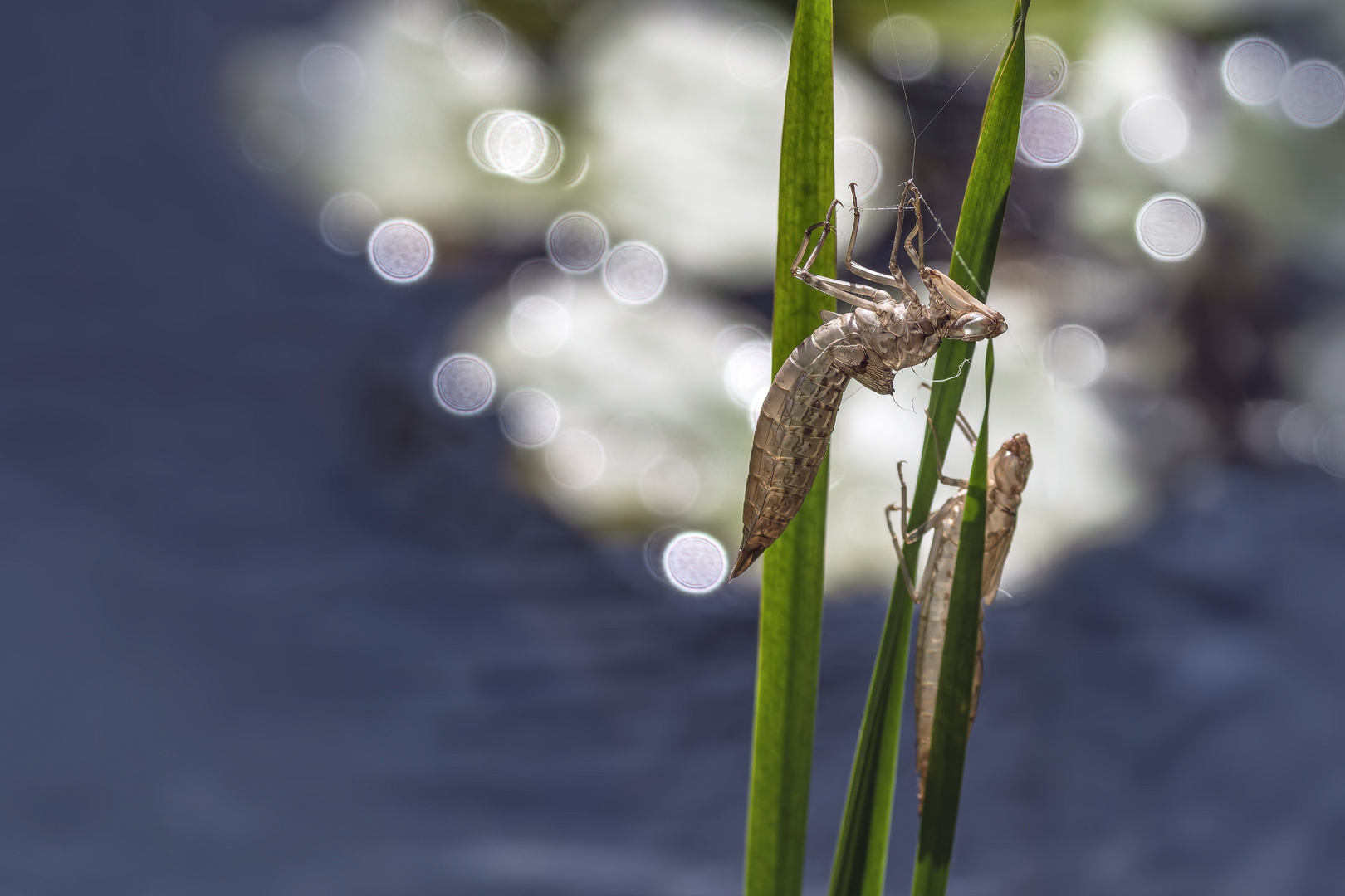 Libellenlarven Foto & Bild | natur, insekten, wildlife Bilder auf ...