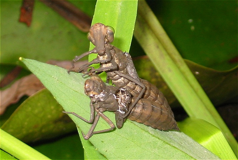 Libellenlarven Foto & Bild | tiere, wildlife, libellen Bilder auf ...