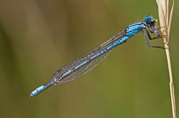 Libellen Bilder & Fotos