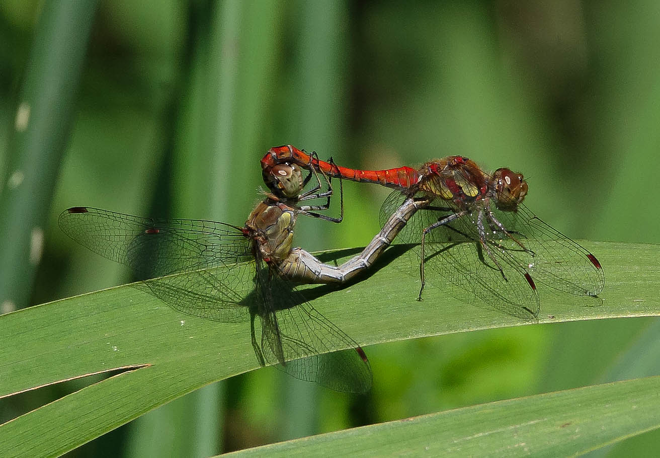 Libellenpaarung Heidelibellen Foto & Bild | natur, wildlife, makros ...