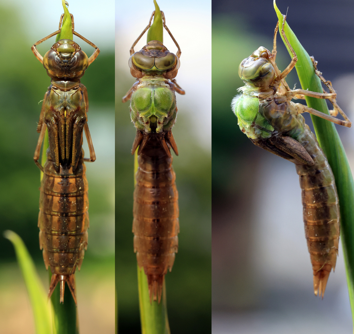 Libellenschlupf Larve Foto & Bild | makro, natur, libelle Bilder auf ...