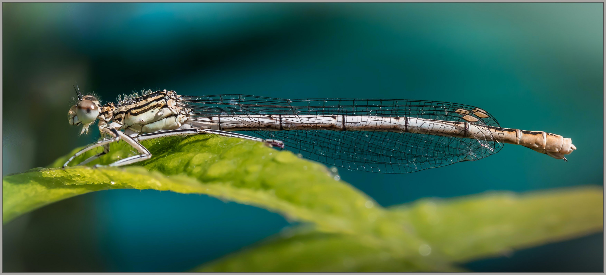 Libellenwelten III .... Foto & Bild | makro, natur, macro Bilder auf ...