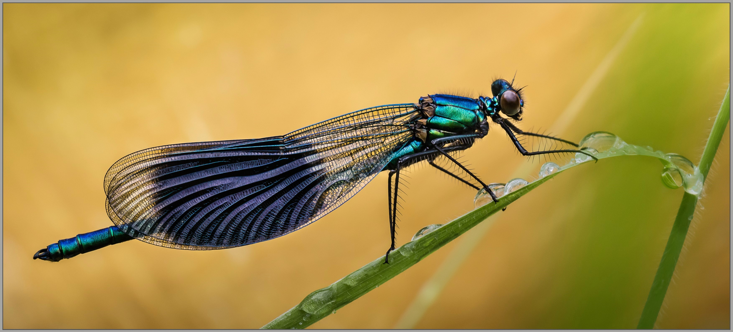 Libellenwelten V .... Foto & Bild | makro, natur, macro Bilder auf ...
