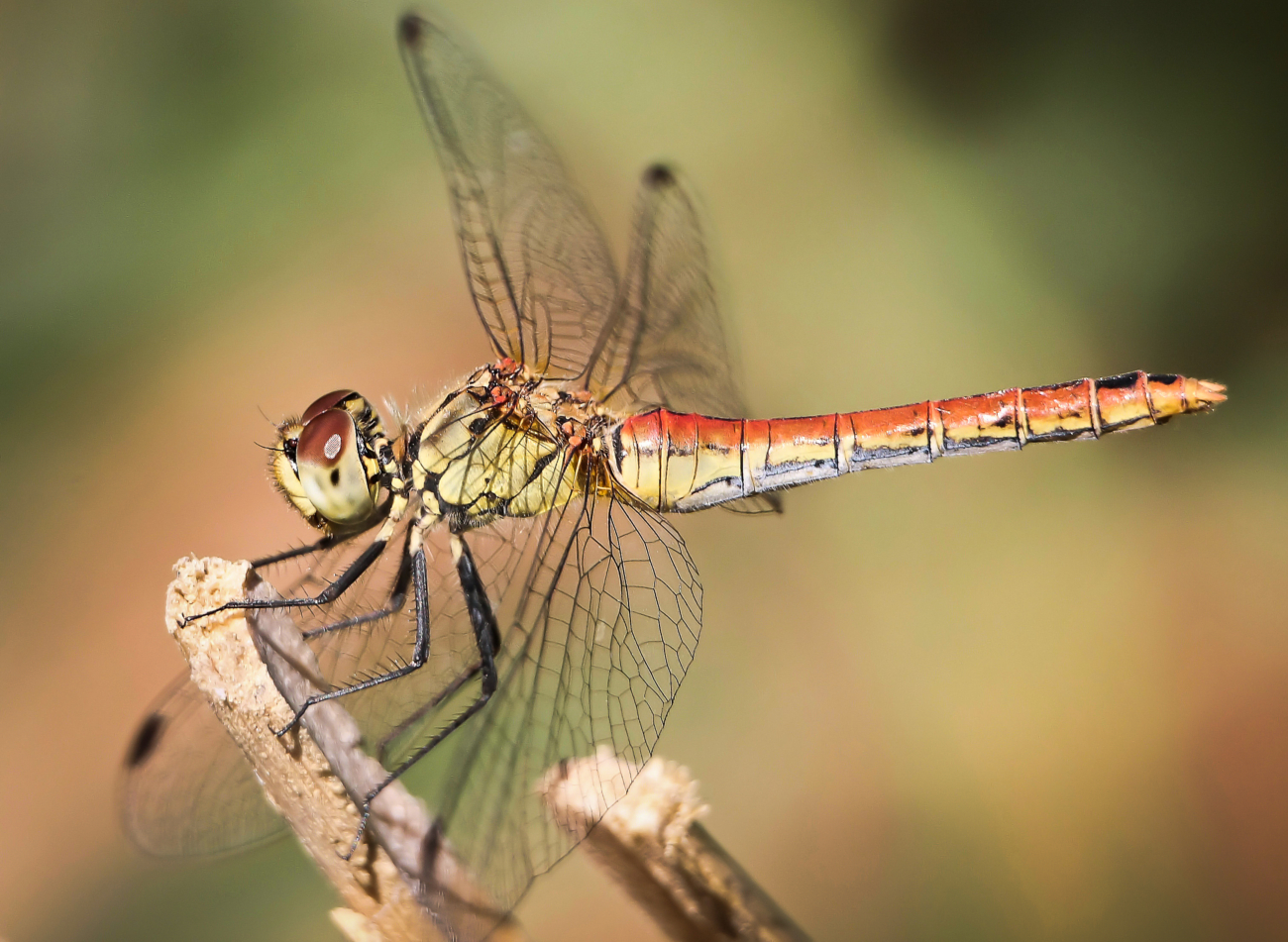 Libellula....................... Foto % Immagini| macro e close up ...