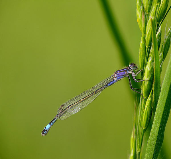 Libellula Foto % Immagini| macro e close up, fotografia macro, natura ...