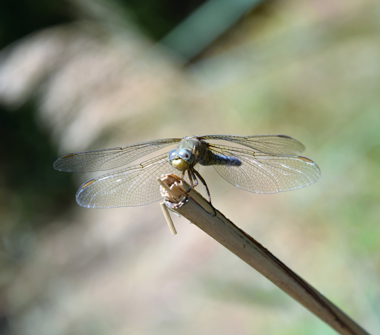 Libellula 2 Foto % Immagini| macro e close up, macro di insetti ...