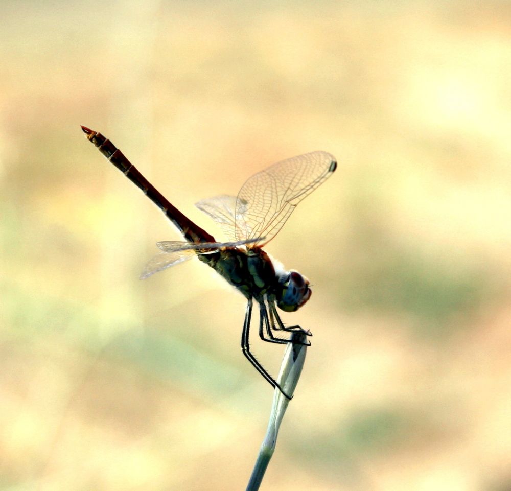 Libellula 2 Foto % Immagini| animali, animali allo stato libero, natura ...