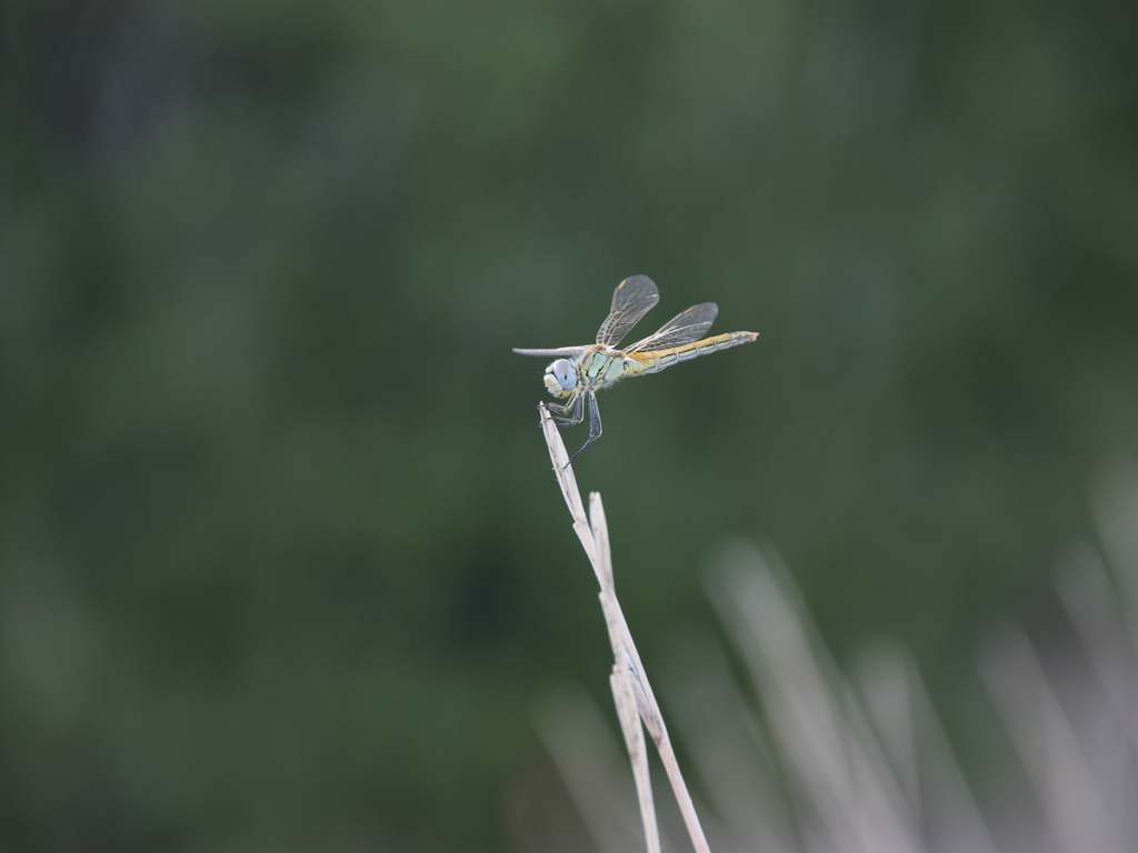 Libellula Foto % Immagini| animali, animali allo stato libero, natura ...