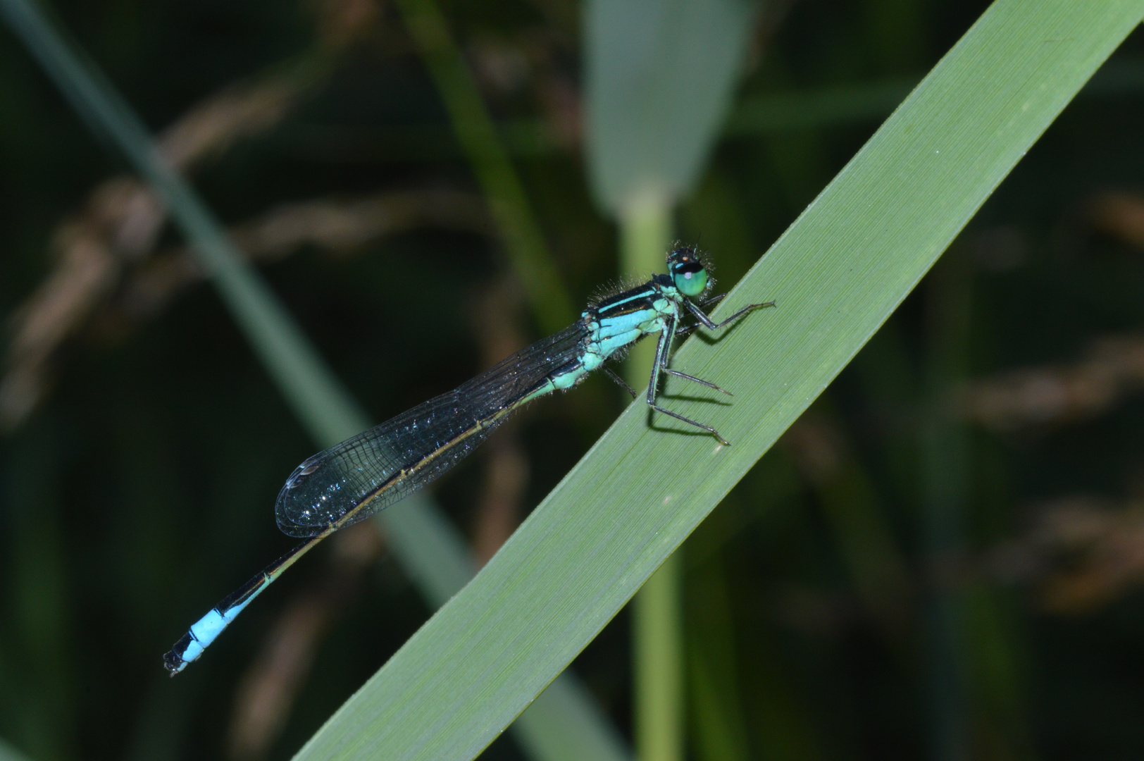 libellula Foto % Immagini| macro e close up, natura Foto su fotocommunity