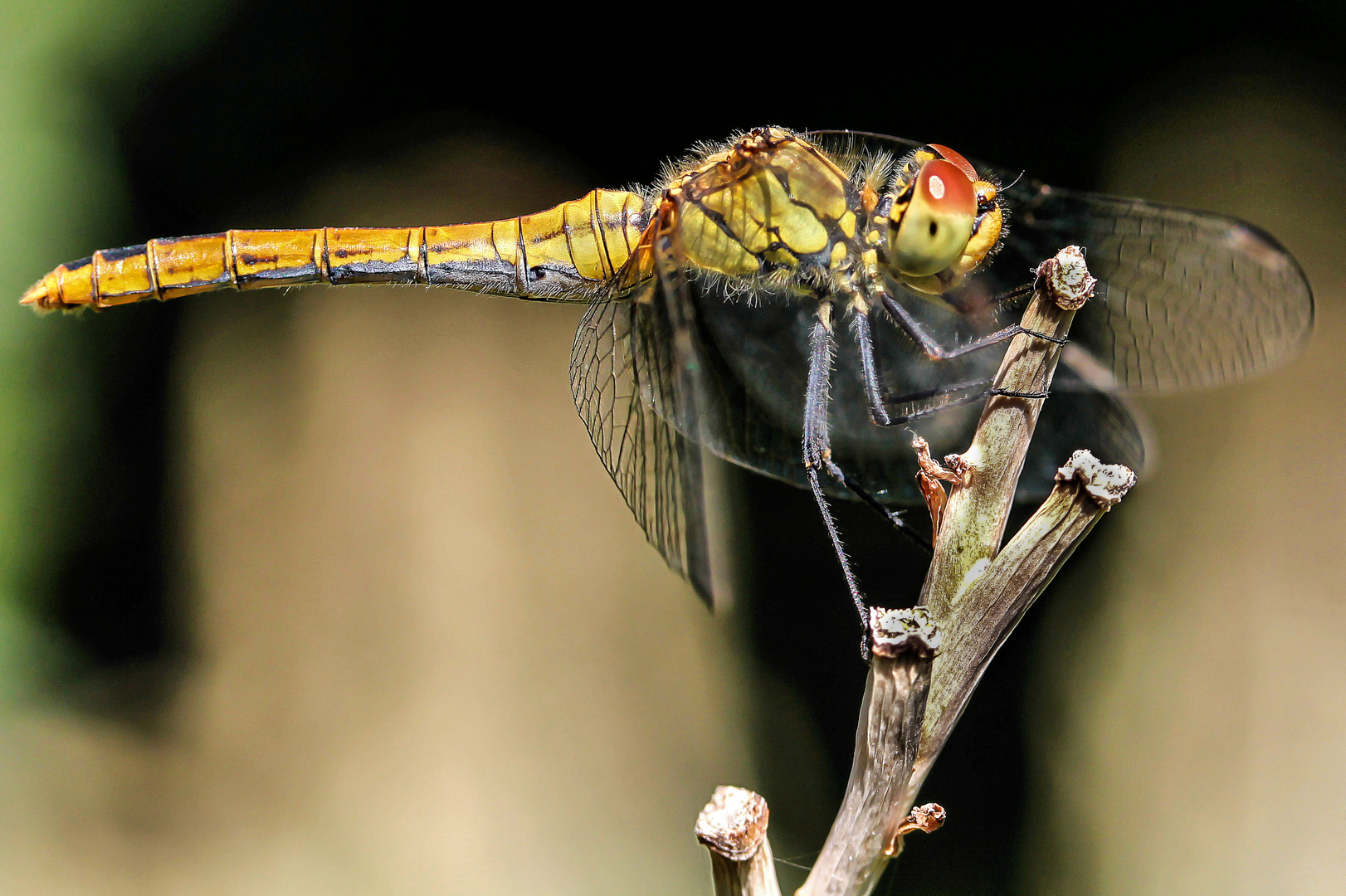 libellula Foto % Immagini| animali, macro e close up, macro di insetti ...