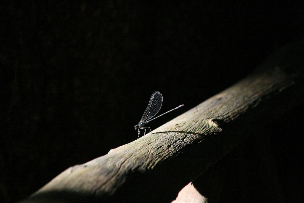 libellula Foto % Immagini| macro e close up, natura Foto su fotocommunity