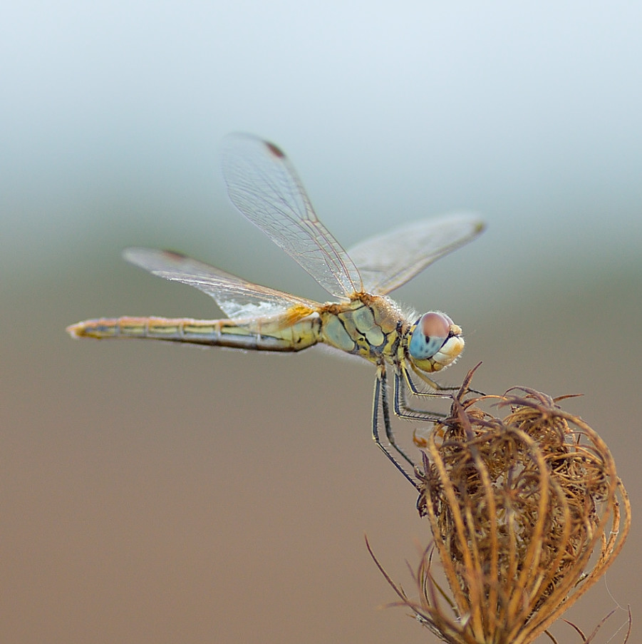 libellula Foto % Immagini| macro e close up, natura Foto su fotocommunity