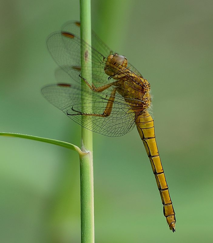 libellula Foto % Immagini| macro e close up, natura Foto su fotocommunity