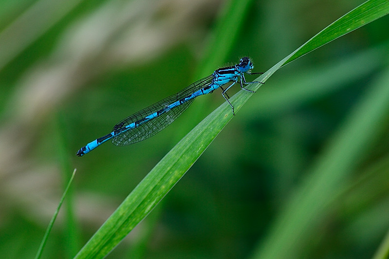 libellula Foto % Immagini| macro e close up, natura Foto su fotocommunity