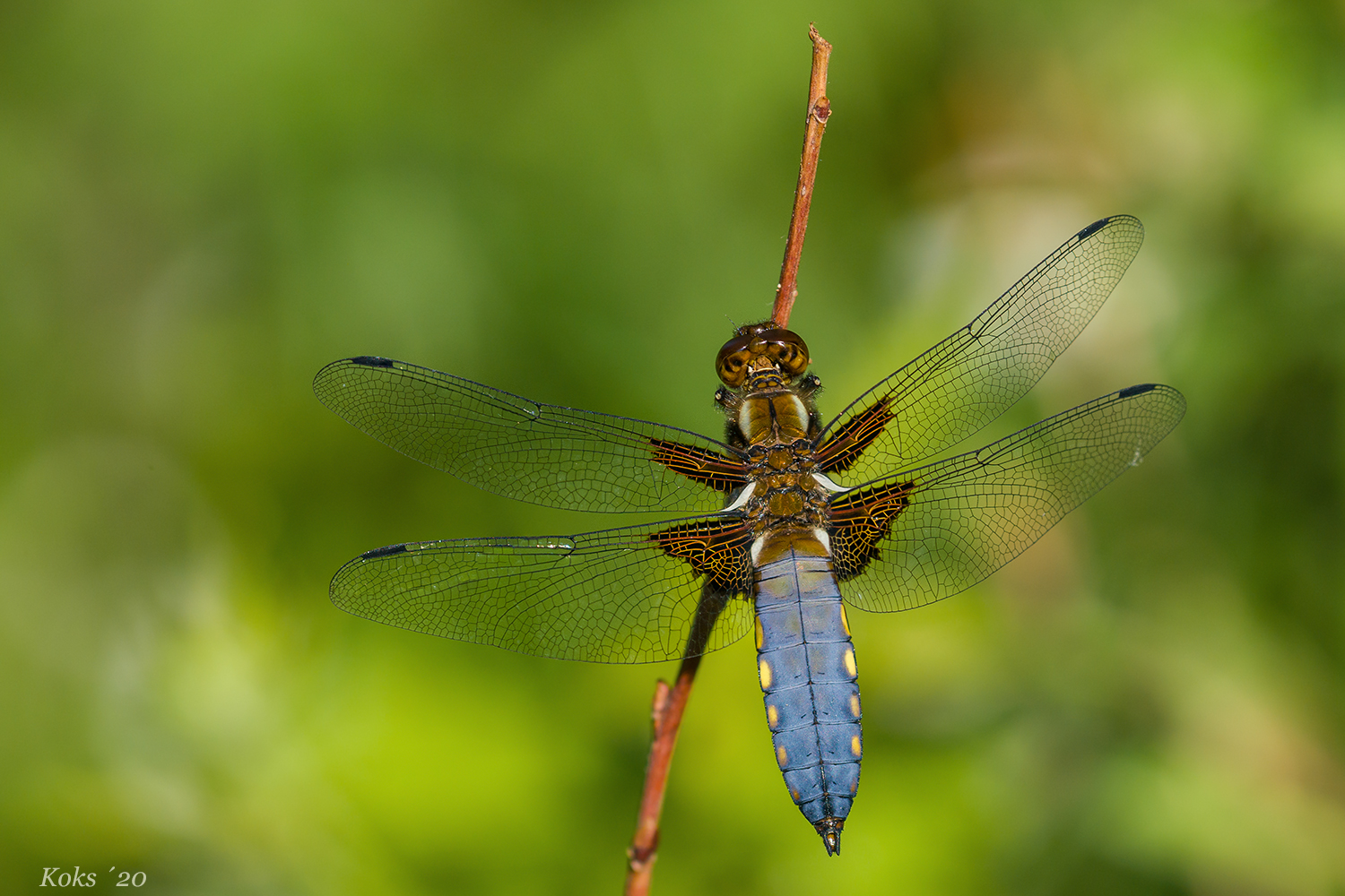 Libellula depressa Foto & Bild | tiere, wildlife, libellen Bilder auf ...