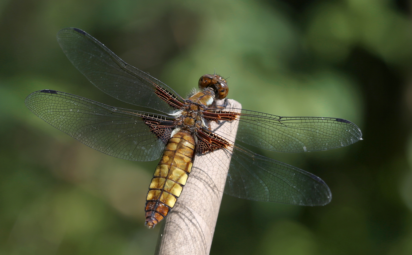 Libellula depressa Foto & Bild | tiere, wildlife, libellen Bilder auf ...