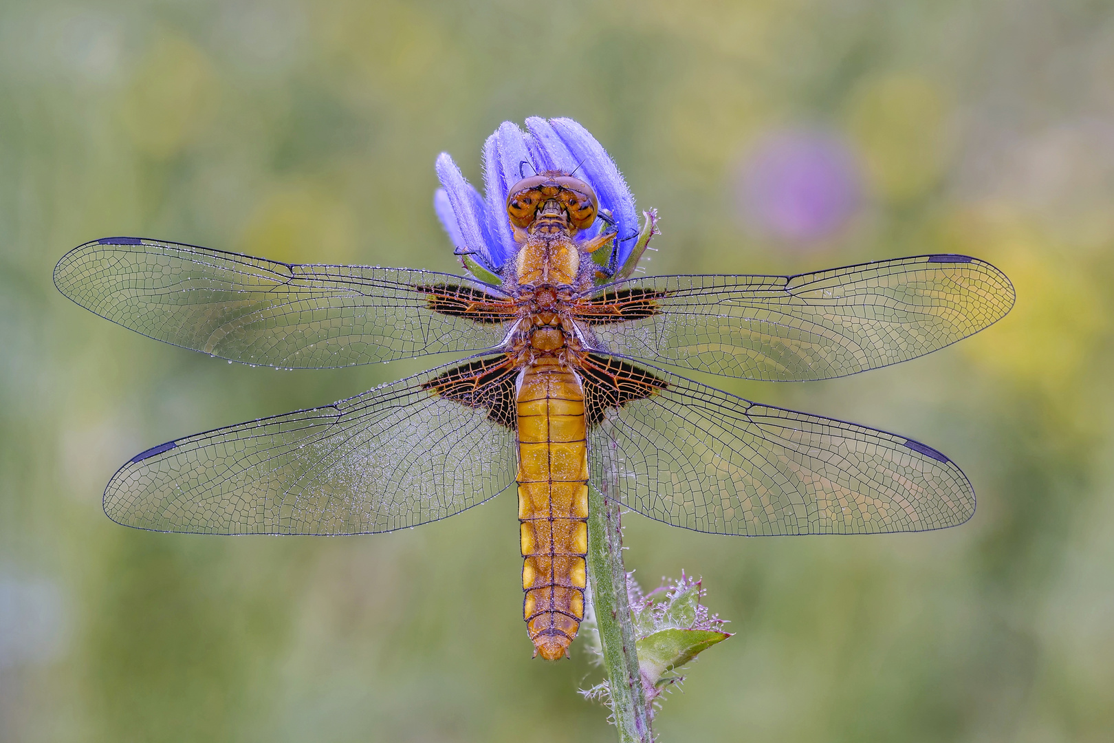 Libellula depressa Foto & Bild | fotos, natur, pflanzen Bilder auf ...