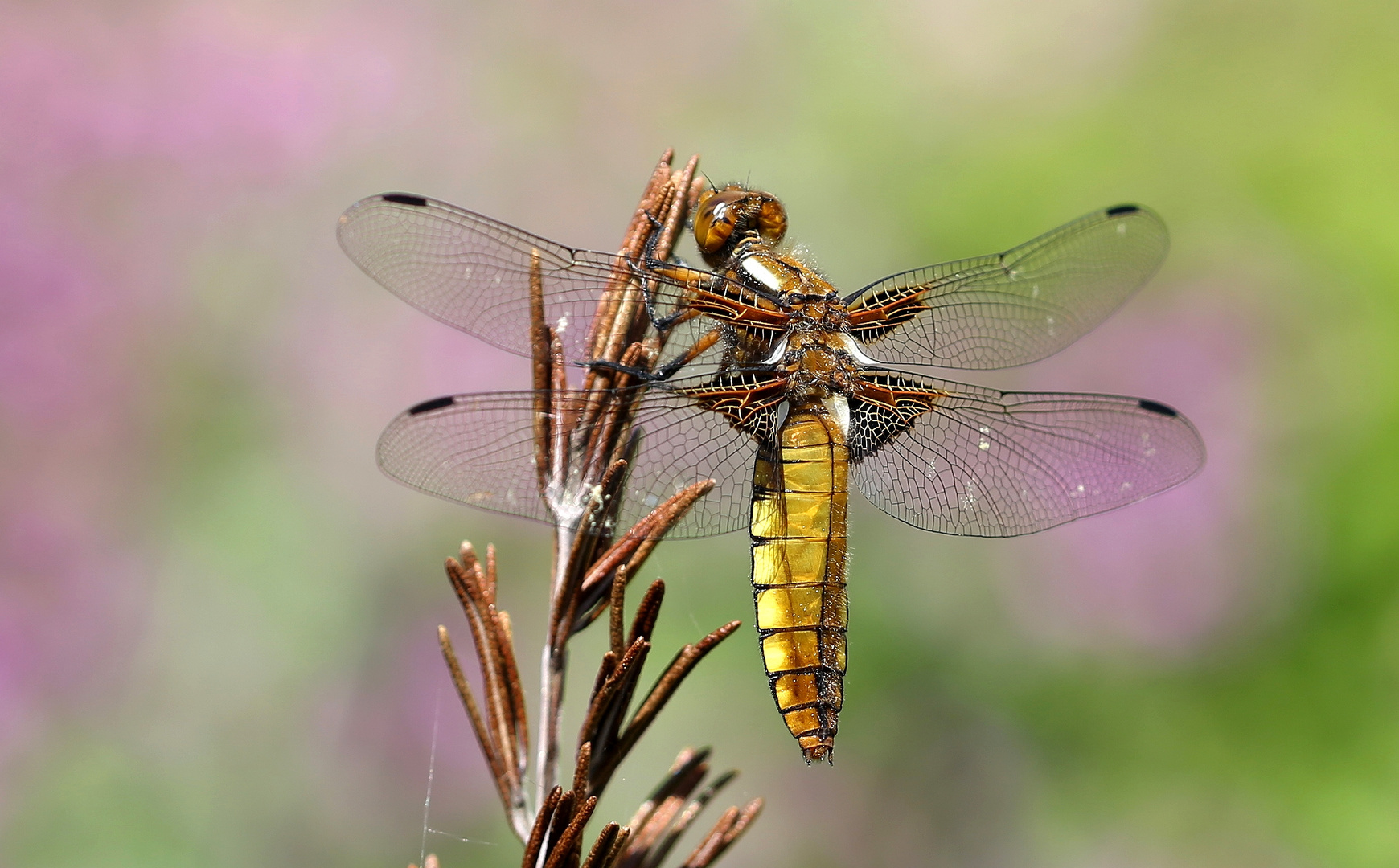 Libellula depressa Foto & Bild | tiere, wildlife, libellen Bilder auf ...
