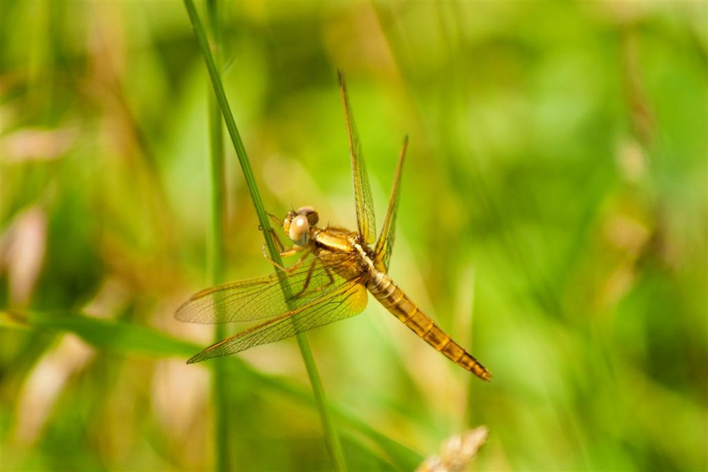 libellula dorata Foto % Immagini| macro e close up, macro di insetti ...