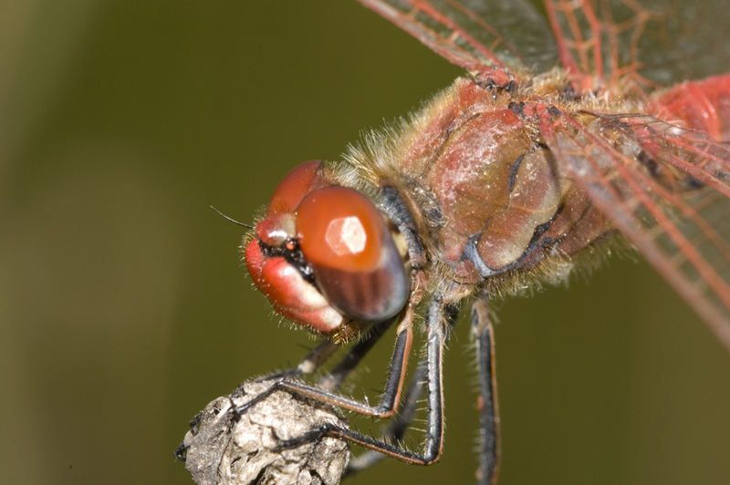 libellula Foto % Immagini| macro e close up, natura Foto su fotocommunity