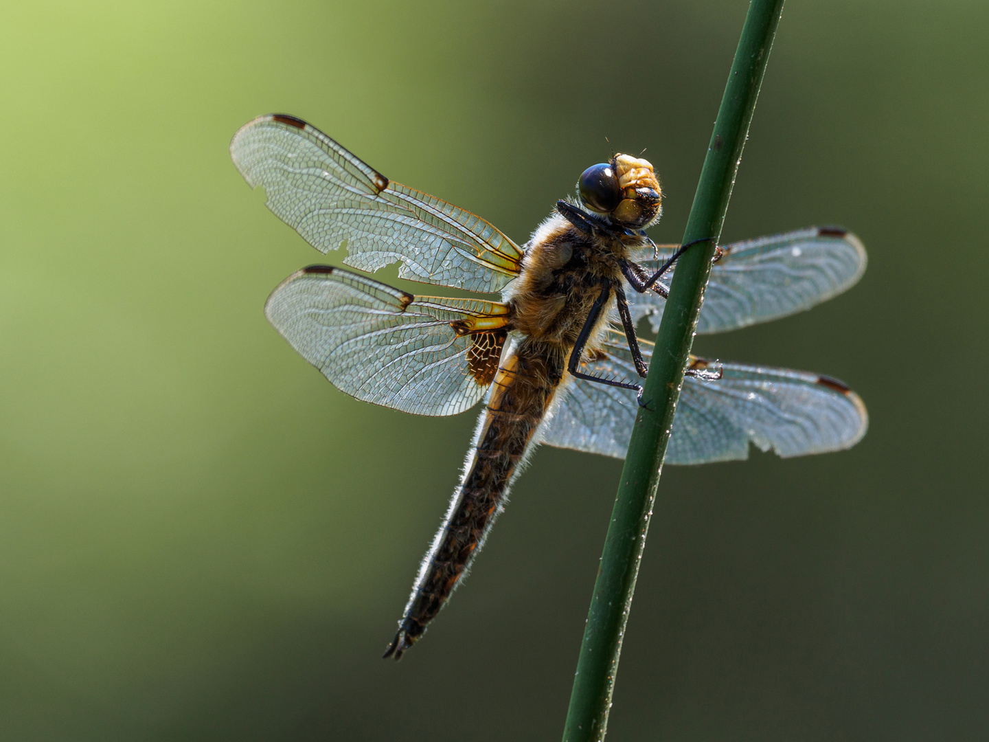 Libellula quadrimaculata Foto & Bild | tiere, wildlife, libellen Bilder ...
