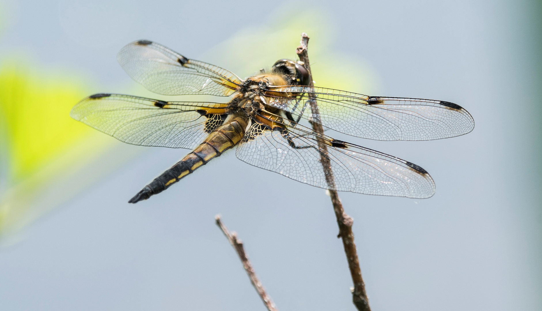 Libellula quadrimaculata Foto & Bild | fotos, natur, insekten Bilder ...