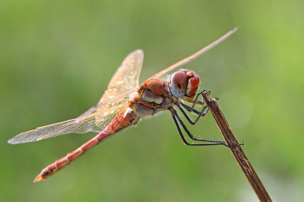 Libellula rossa Foto % Immagini| macro e close up, macro di insetti ...