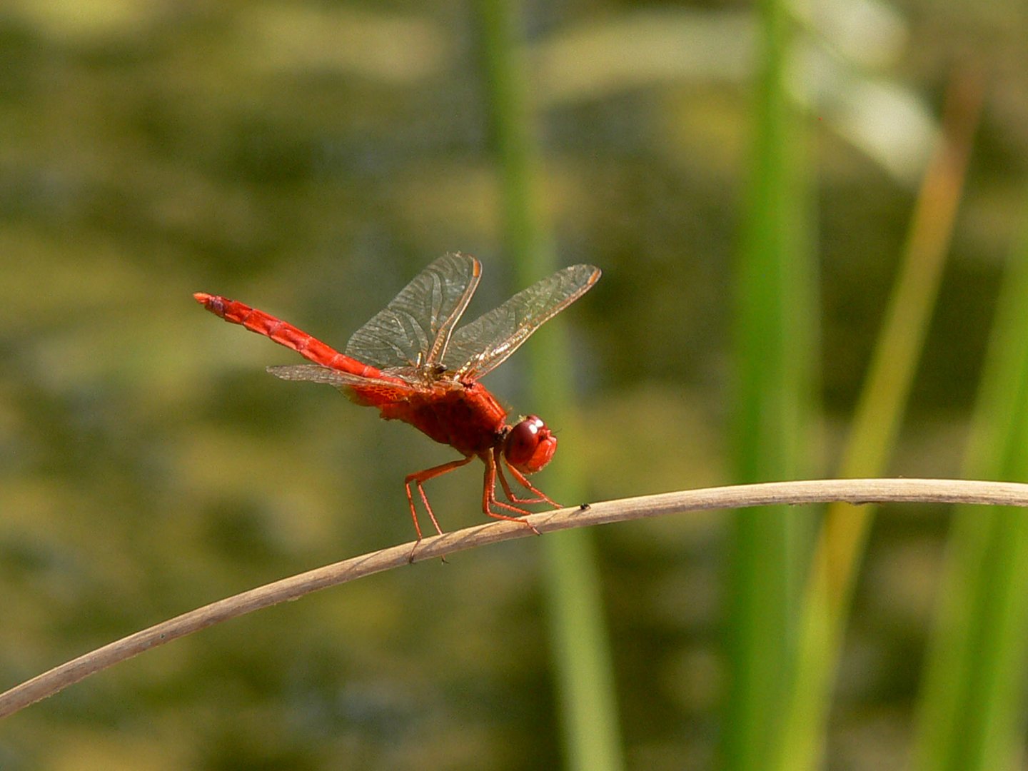 Libellula rossa Foto % Immagini| macro e close up, macro di insetti ...