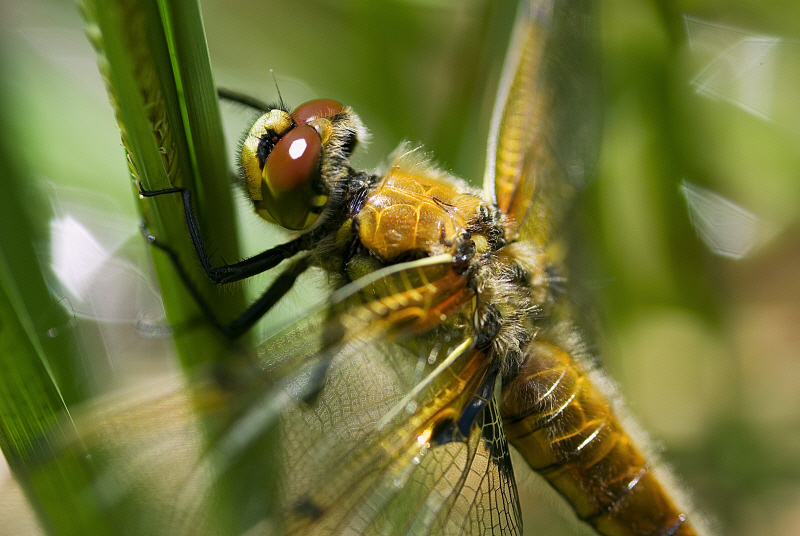 libellule photo et image | macro nature, macro insectes, nature Images ...